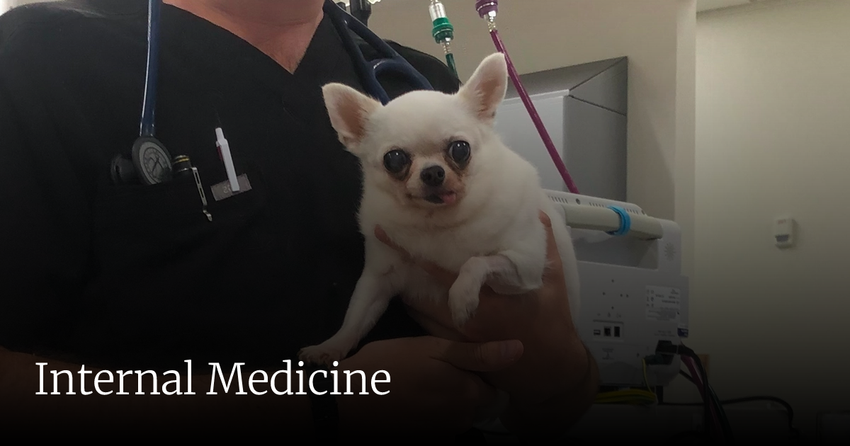Internal Medicine for Pets | Garden State Veterinary Services Woodbridge